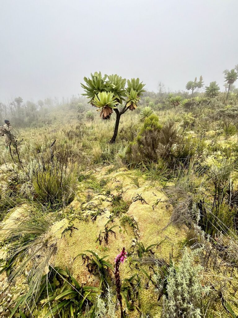 Wagagai Peak of Mount Elgon through Bushiyi Trail in Uganda