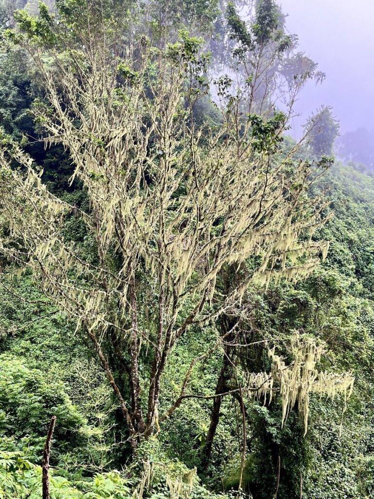 Wagagai Peak of Mount Elgon through Bushiyi Trail in Uganda