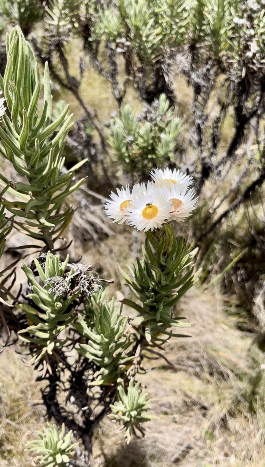 Wagagai Peak of Mount Elgon through Bushiyi Trail in Uganda